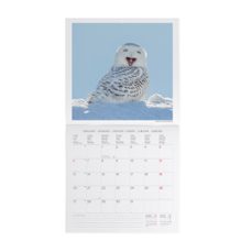 CALENDARIO 2025 PARED MES VISTA OWLS LEGAMI MULTILINGÜE al mejor precio ...
